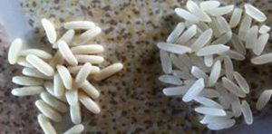 How to Identify Plastic Rice or Fake Rice at home - Tricks and Tips